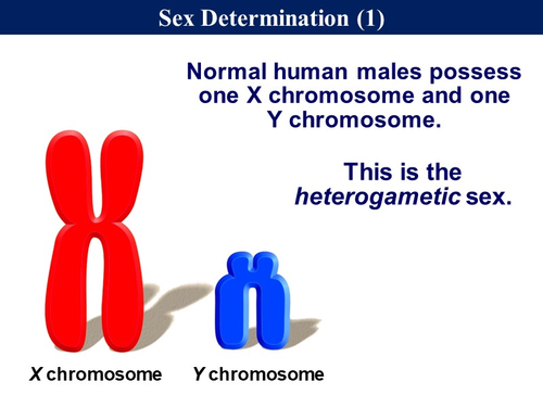Bio6.9 Sex Determination in Humans | Teaching Resources