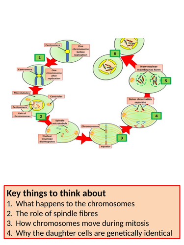 AQA KS4 GCSE Biology (Science) Cell Division Revision Lesson ...