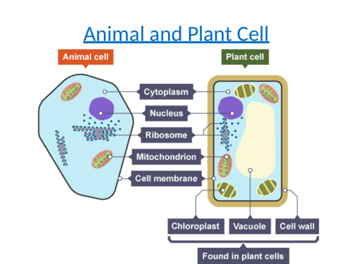 AQA Biology Paper 1 Revision- Combined | Teaching Resources