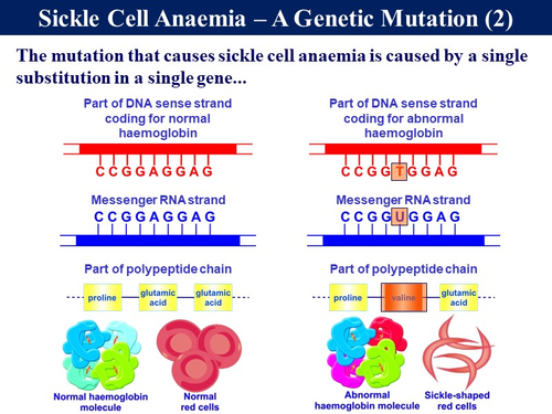 Bio6.10 Gene Mutations | Teaching Resources