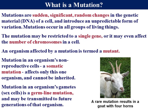 Bio6.10 Gene Mutations | Teaching Resources