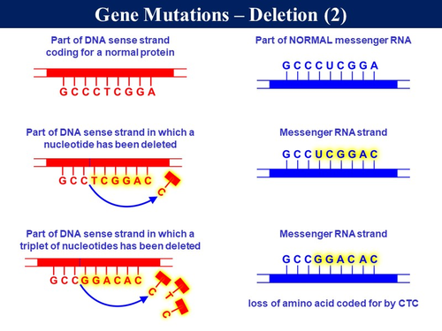 Bio6.10 Gene Mutations | Teaching Resources