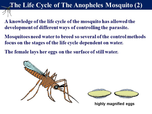 Bio3.5 Communicable Disease - Protist Example (Plasmodium & Malaria) | Teaching Resources