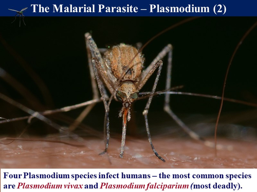 Bio3.5 Communicable Disease - Protist Example (Plasmodium & Malaria ...