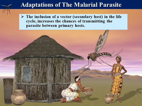 Bio3.5 Communicable Disease - Protist Example (Plasmodium & Malaria ...