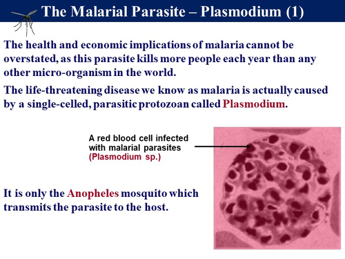 Bio3.5 Communicable Disease - Protist Example (Plasmodium & Malaria) | Teaching Resources