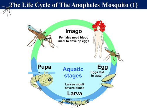 Bio3.5 Communicable Disease - Protist Example (Plasmodium & Malaria) | Teaching Resources