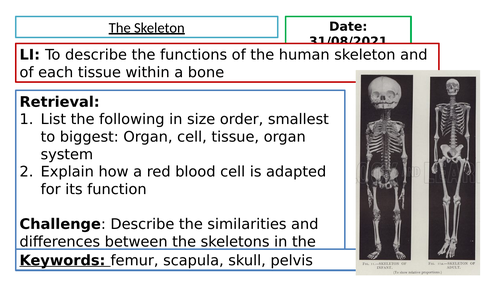 KS3/Grade 8: The human skeleton | Teaching Resources