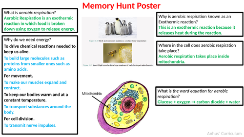Aerobic and anaerobic respiration KS3 and KS4 | Teaching Resources