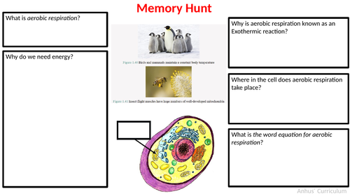 Aerobic and anaerobic respiration KS3 and KS4 | Teaching Resources