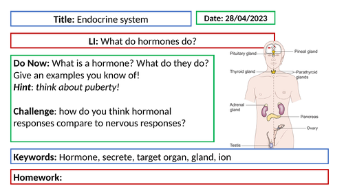 GCSE/iGCSE: Endocrine system | Teaching Resources