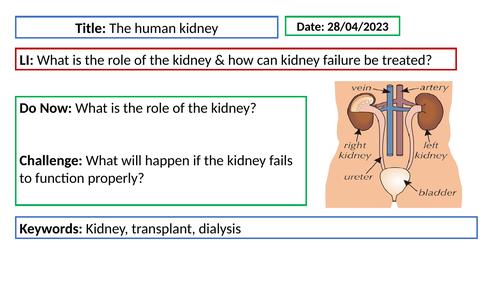 GCSE/iGCSE: Kidneys and Liver | Teaching Resources