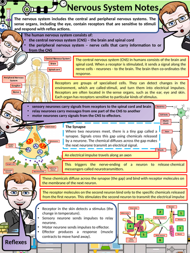 AQA KS4 GCSE Biology (Science) Nervous System Revision Revision Lesson & Activities | Teaching ...
