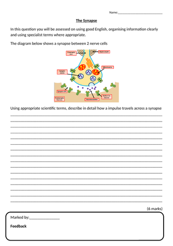 AQA KS4 GCSE Biology (Science) Nervous System Revision Revision Lesson ...