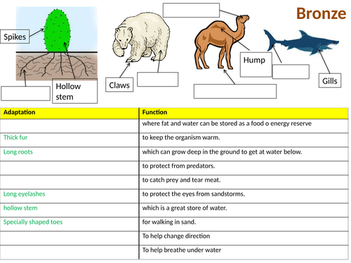 Adaptations of living organisms KS2 KS3 KS4 Science | Teaching Resources