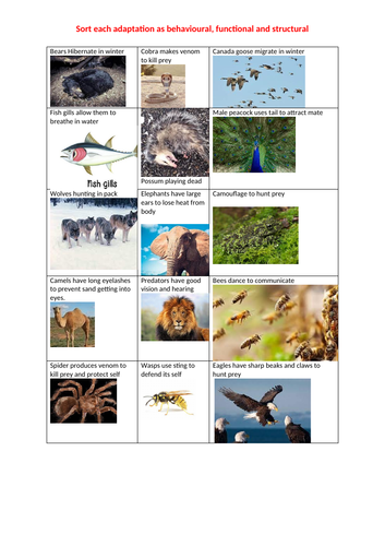 Types of adaptation in plants and animals | Teaching Resources