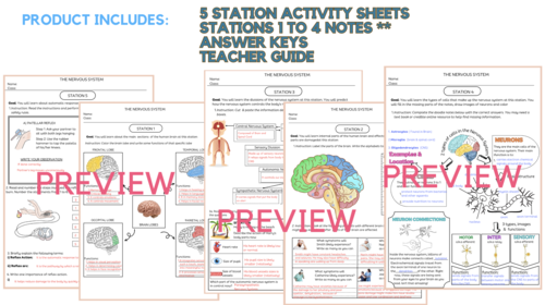 NERVOUS SYSTEM STATION ACTIVITY LESSON | Teaching Resources