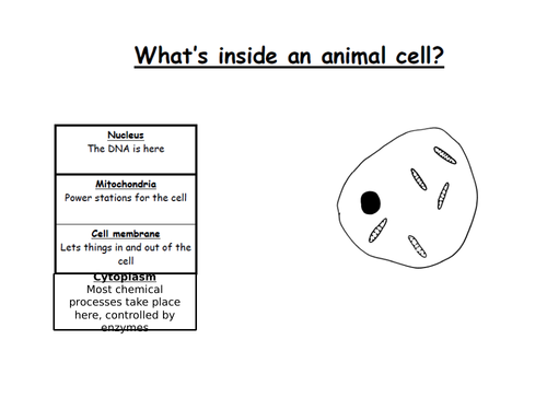 Year 7 KS3 Biology Animal Plant Cells and Using Microscopes | Teaching ...