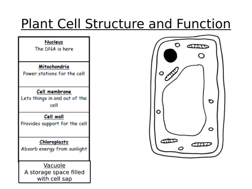 Year 7 KS3 Biology Animal Plant Cells and Using Microscopes | Teaching ...