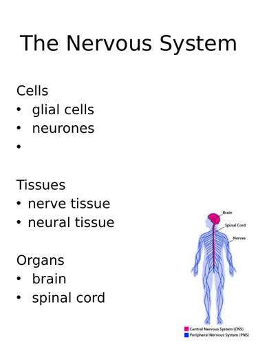 KS3 Year 7 Biology Cells, Tissues, Organs and Organ Systems | Teaching ...
