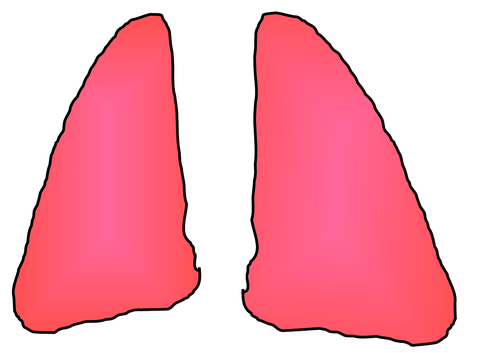 KS3 Year 7 Biology Cells, Tissues, Organs and Organ Systems | Teaching ...