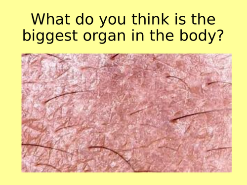 KS3 Year 7 Biology Cells, Tissues, Organs and Organ Systems | Teaching ...