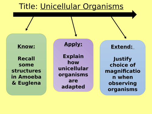 KS3 Biology Unicellular Organisms Presentation and Lesson | Teaching ...