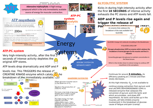 A Level PE OCR Energy Systems Knowledge Organisers | Teaching Resources A Level PE OCR Energy Systems Knowledge Organisers | Teaching Resources
