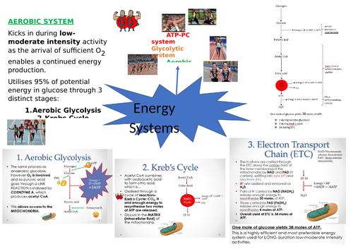 A Level PE OCR Energy Systems Knowledge Organisers | Teaching Resources A Level PE OCR Energy Systems Knowledge Organisers | Teaching Resources