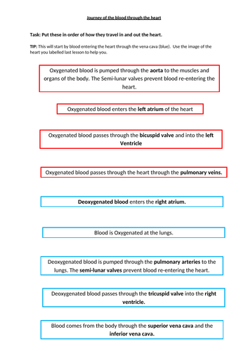 Cardiovascular system- How the heart works and blood transportation ...