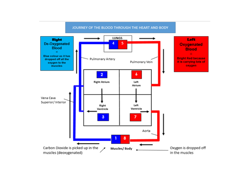 Cardiovascular system- How the heart works and blood transportation ...