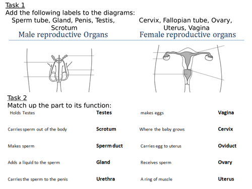 KS3 Biology Reproduction and Reproductive Systems Lesson Presentation ...