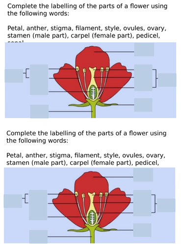 KS3 Biology Flowers and Pollination Lesson Presentation and Resources ...