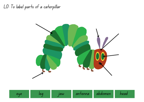 The hungry caterpillar | Teaching Resources