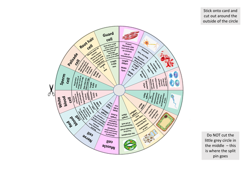 Cells Split Pin Wheel | Teaching Resources