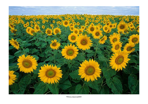 SAM PLANTS A SUNFLOWER SPRING TEACHING RESOURCE EYFS KS1 LITEARCY ...