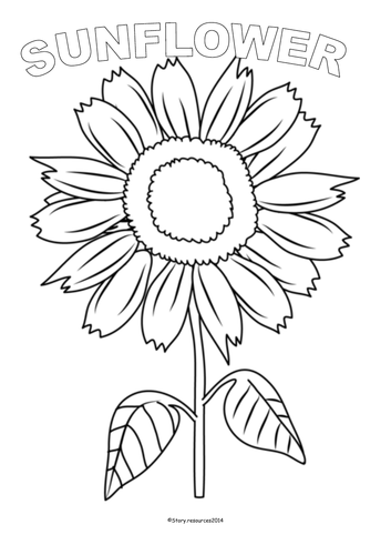 SAM PLANTS A SUNFLOWER SPRING TEACHING RESOURCE EYFS KS1 LITEARCY ...
