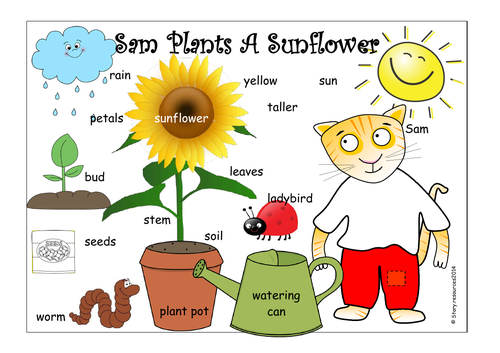 SAM PLANTS A SUNFLOWER SPRING TEACHING RESOURCE EYFS KS1 LITEARCY ...