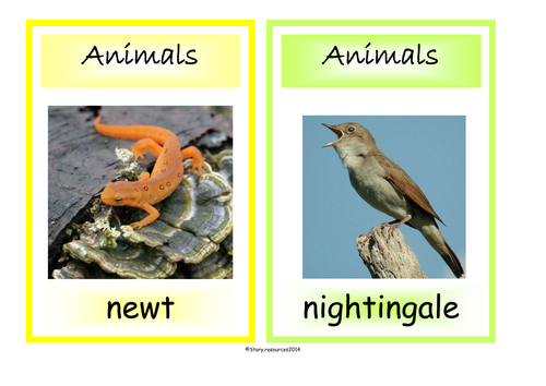 ANIMAL FLASHCARDS | Teaching Resources