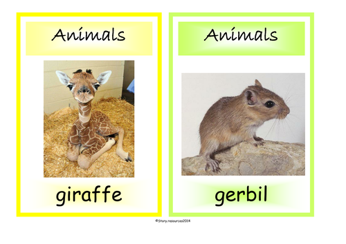 ANIMAL FLASHCARDS | Teaching Resources