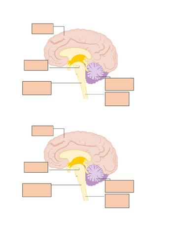 GCSE Psychology Edexcel. Topic : Development (Early Brain Development ...