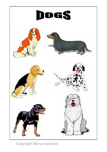 VETS ROLEPLAY RESOURCES EYFS KS1 | Teaching Resources