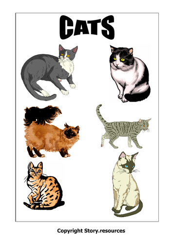 VETS ROLEPLAY RESOURCES EYFS KS1 | Teaching Resources