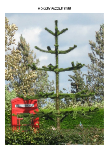 MONKEY PUZZLE STORY RESOURCES EYFS KS1 | Teaching Resources