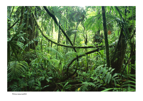 MONKEY PUZZLE STORY RESOURCES EYFS KS1 | Teaching Resources