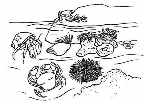 LUCY AND TOM AT THE SEASIDE STORY BOOK RESOURCES EYFS KS1 | Teaching ...