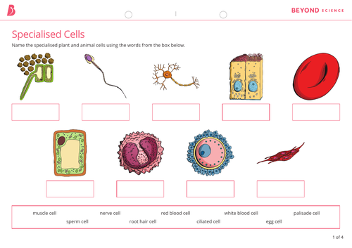 CB1c - Specalised Cells Part 1 | Teaching Resources