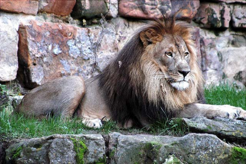 DEAR ZOO STORY BOOK RESOURCES EYFS CRATES AND STICK PUPPPETS KS1 ...