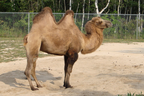 DEAR ZOO STORY BOOK RESOURCES EYFS CRATES AND STICK PUPPPETS KS1 ...