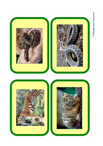 RUMBLE IN THE JUNGLE MATCH MUMMY AND BABY ANIMALS STORY RESOURCE EYFS ...